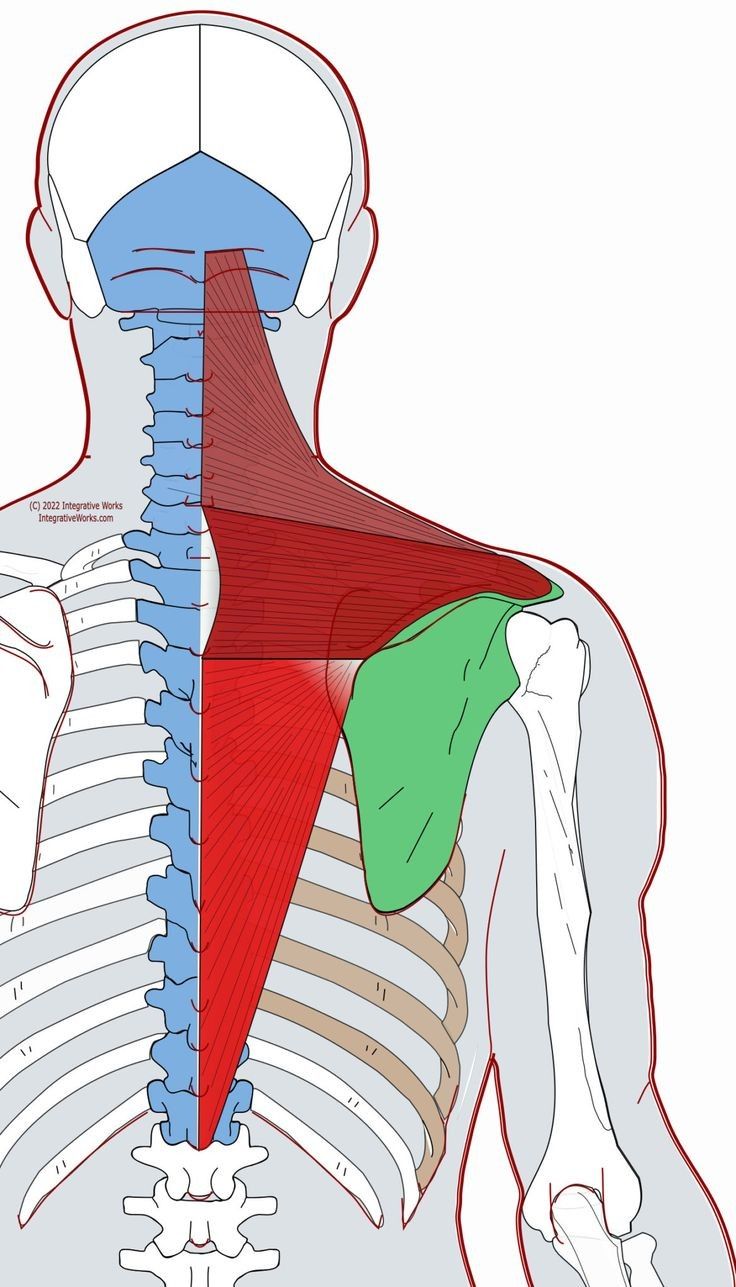 The Trapezius Muscle: A Key Player in Strength, Posture, and Athletic ...
